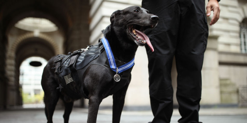 Hurricane: A Canine Hero Rewarded for His Service | LN GenZ