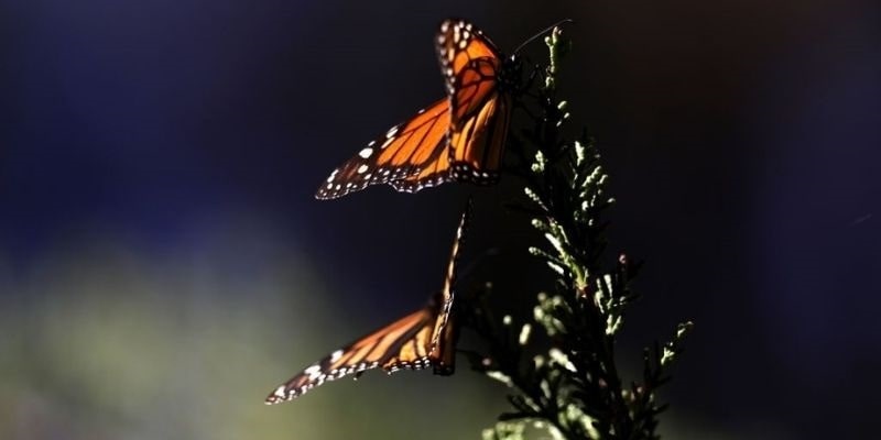 The Monarch Butterfly Makes a Surprise Return | LN GenZ