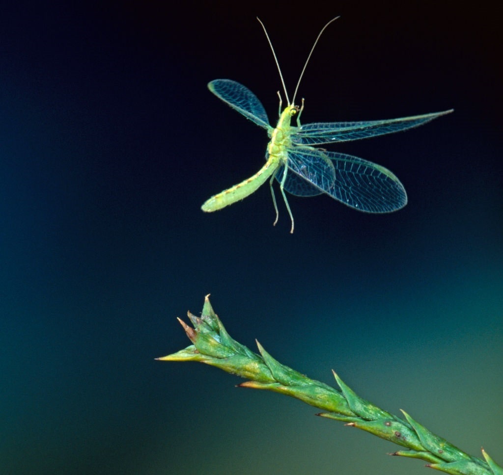 Jurassic Era Insect Found at Arizona Walmart | LN GenZ